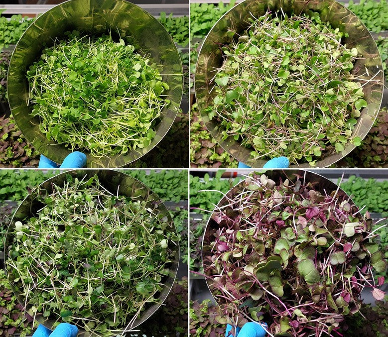 Advantages of Using ReNu Terra Mats for Growing Microgreens and Baby G ...